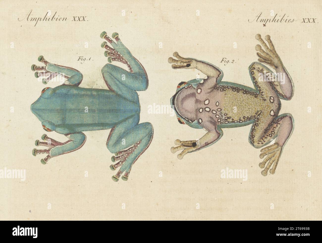 Giant leaf frog, bicolor tree-frog, giant monkey frog or waxy-monkey ...