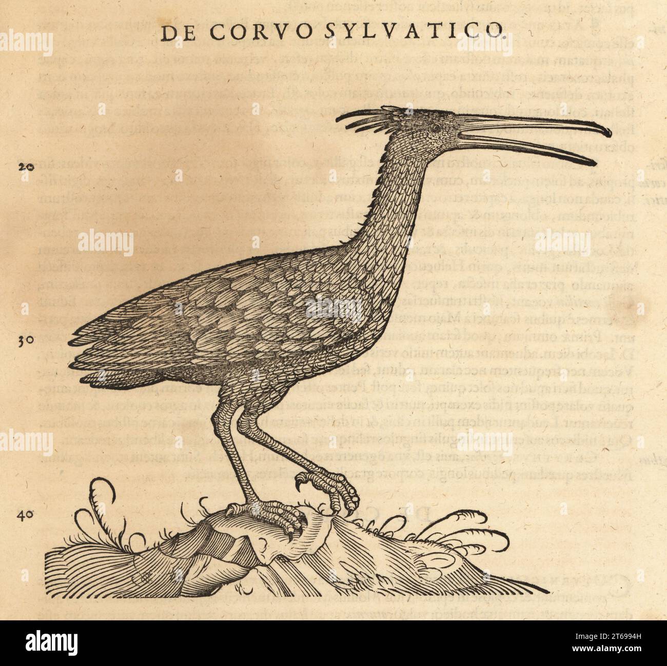 Northern bald ibis, hermit ibis, or waldrapp, Geronticus eremita ...