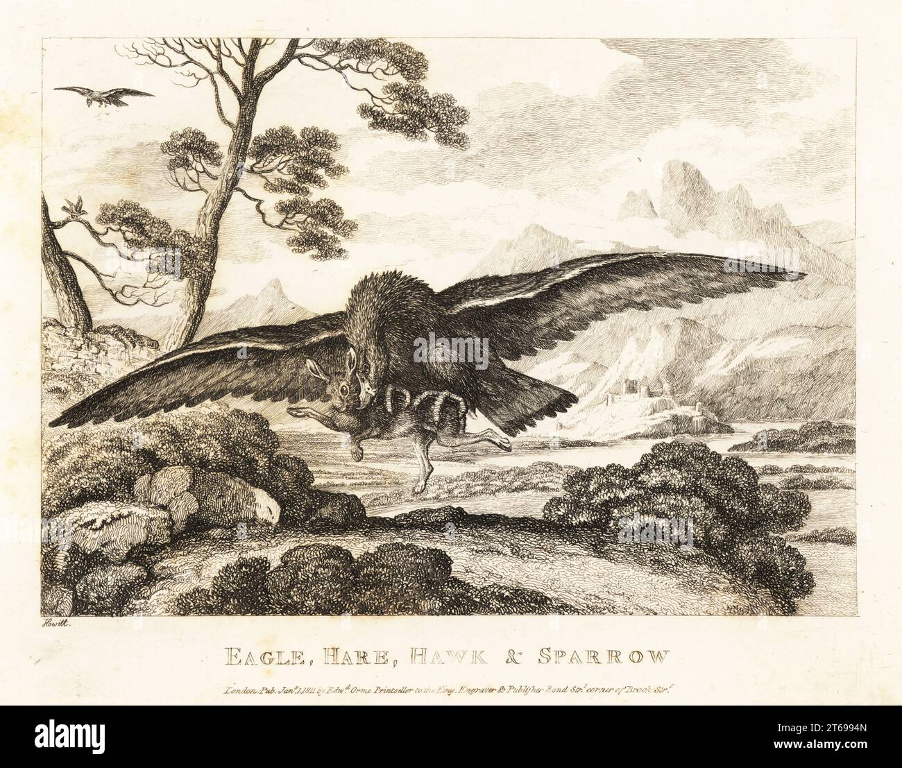 An eagle swoops down to grab a hare with its beak and talons. Meanwhile ...