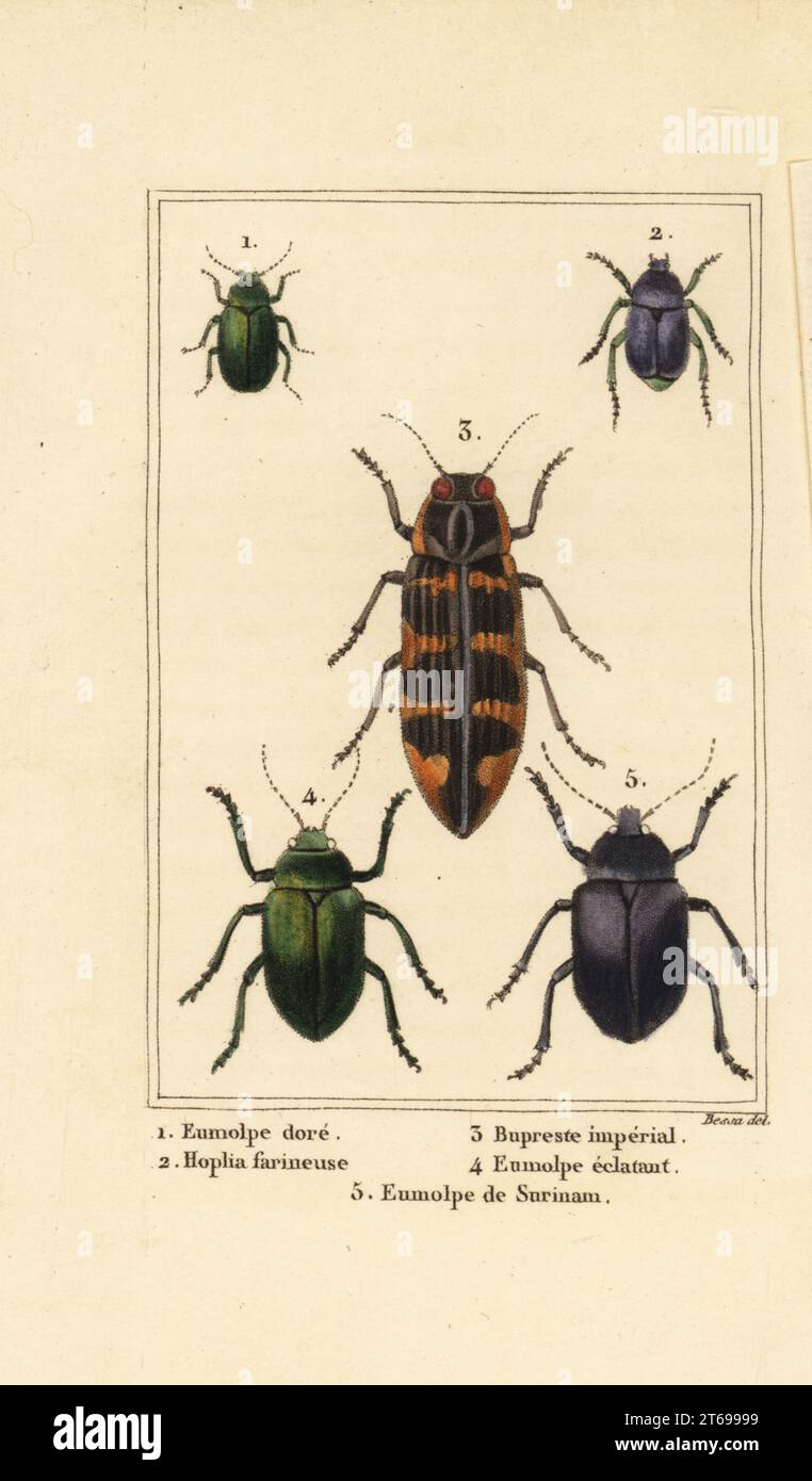Dogbane beetle, Chrysochus auratus 1, Hoplia argentea 2, banksia jewel ...