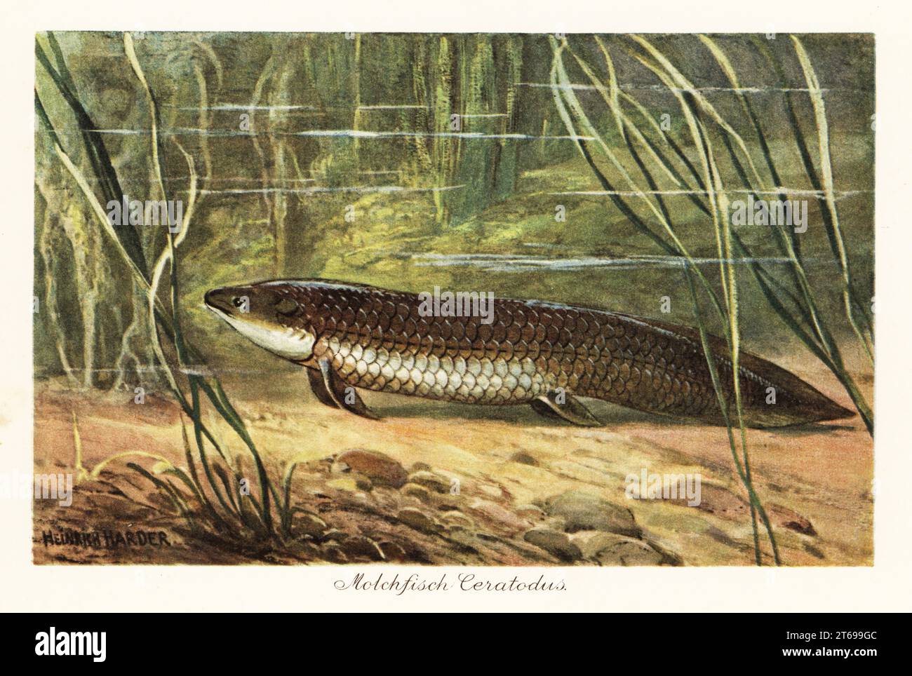 Extinct Ceratodus latissimus among reeds on the ocean floor. Ceratodus ...