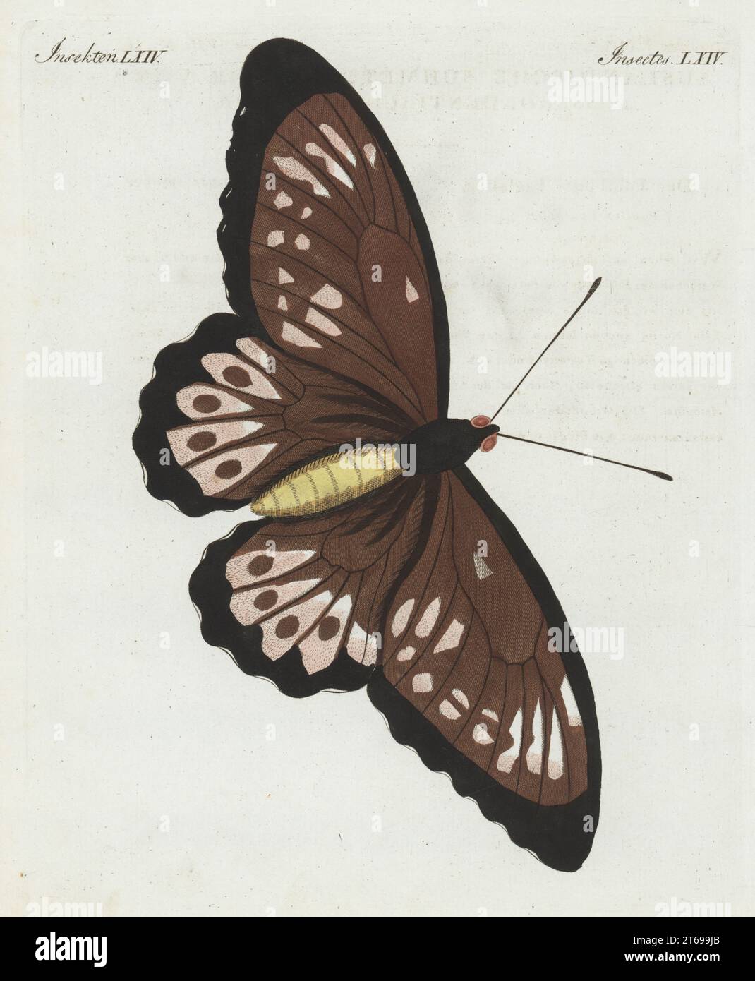 Priam's birdwing butterfly, Ornithoptera priamus, female. Panthous ...