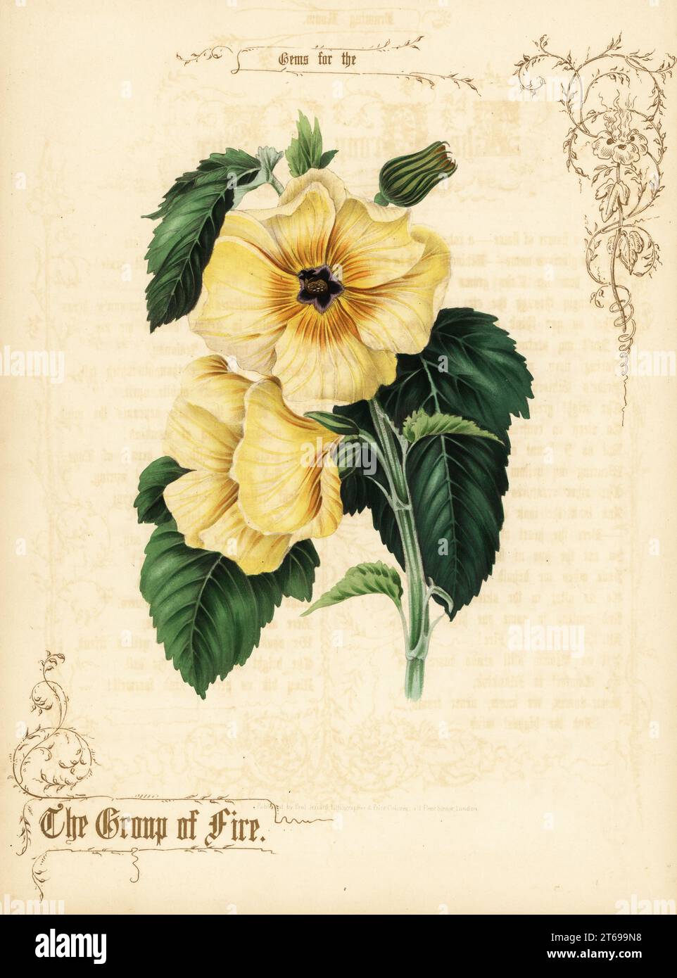 Yellow hibiscus flowers and foliage. The Group of Fire. Hand-coloured ...