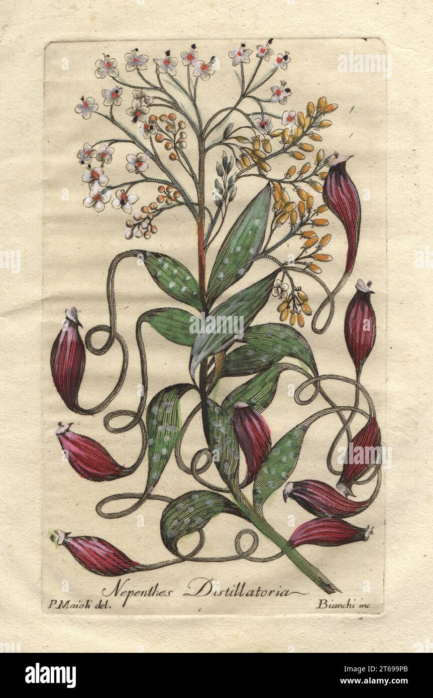 Tropical pitcher plant, bandura or flagon leaf, Nepenthes distillatoria ...