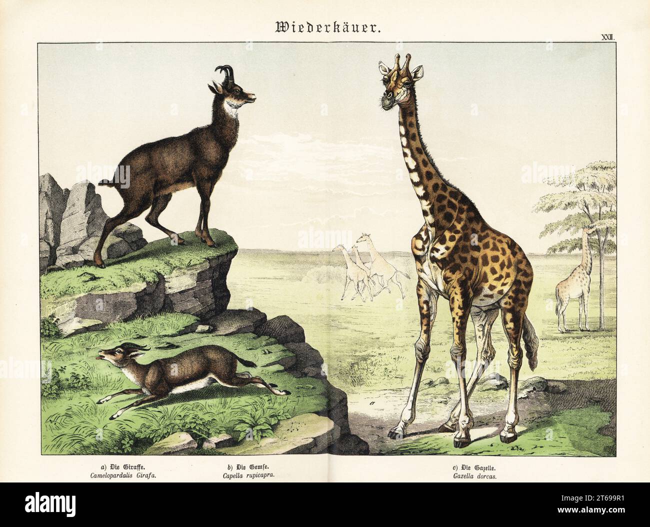 Giraffe, Giraffa camelopardalis a, chamois, Rupicapra rupicapra b, and ...