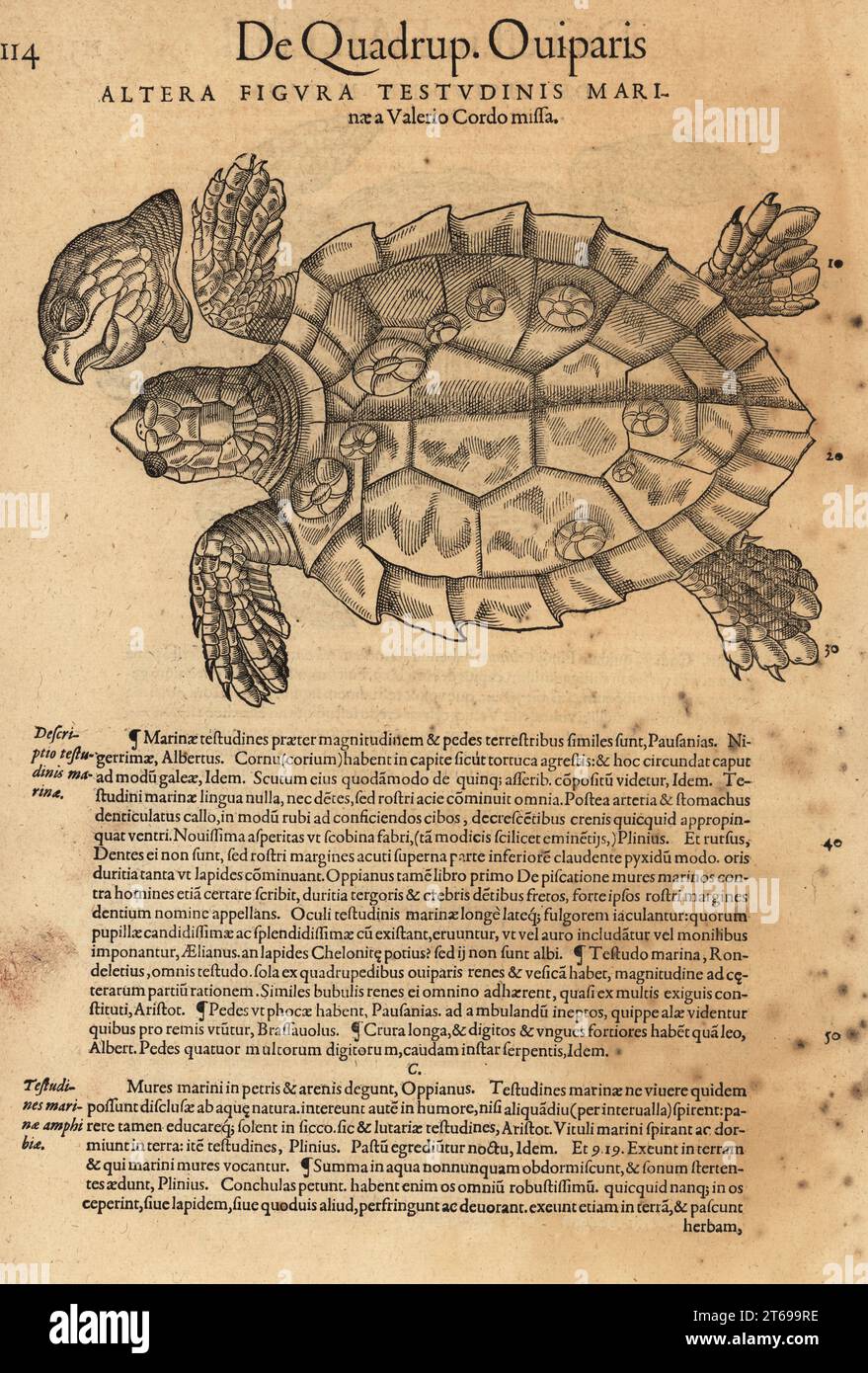 Species of sea turtle, possibly the endangered green sea turtle ...