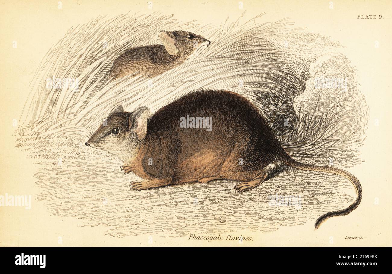 Mardo or yellow-footed antechinus, Antechinus flavipes. Yellow-footed ...