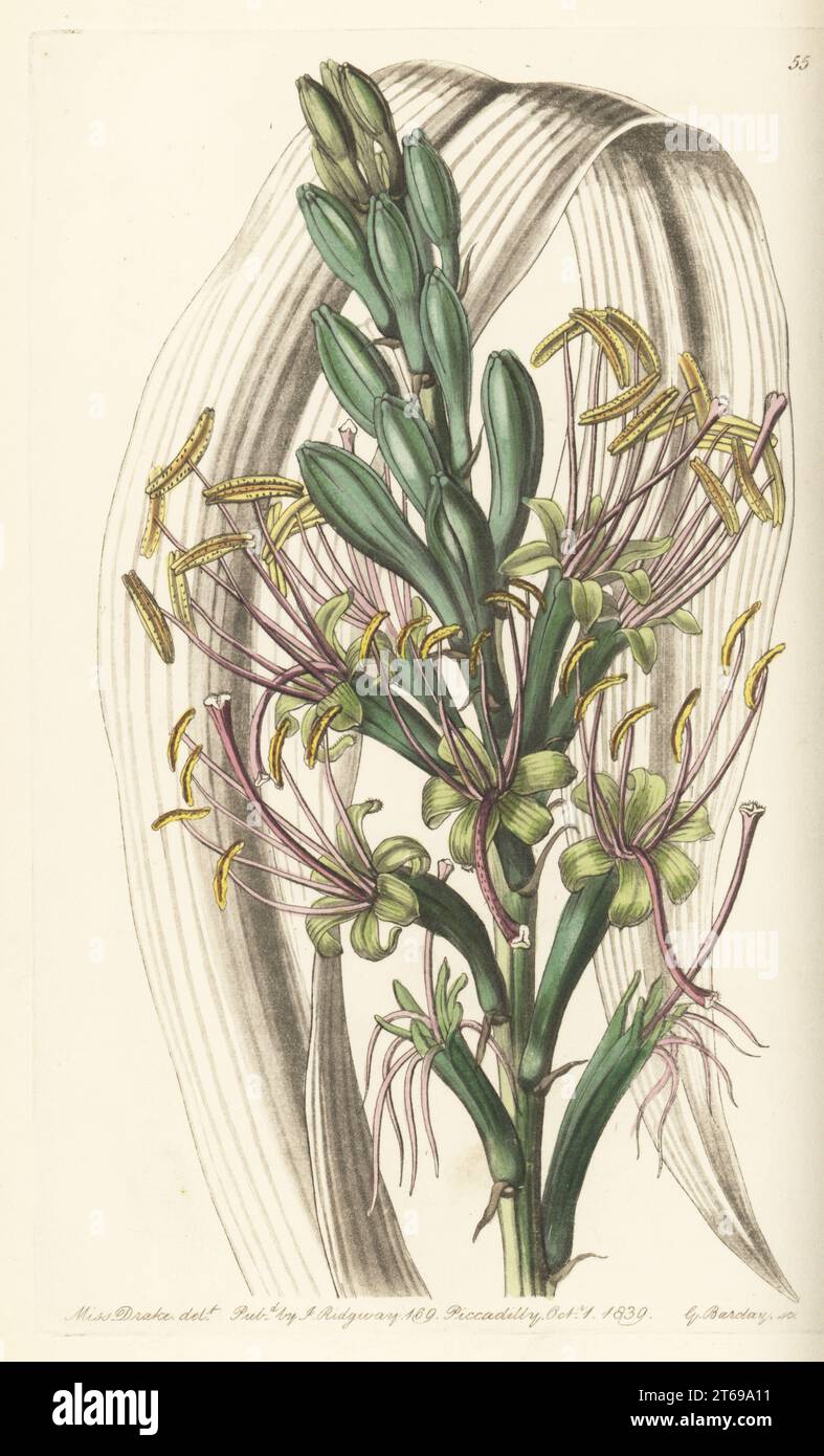 Rough-leaved agave, Agave scabra. Natgive to Mexico, The soap aloe ...