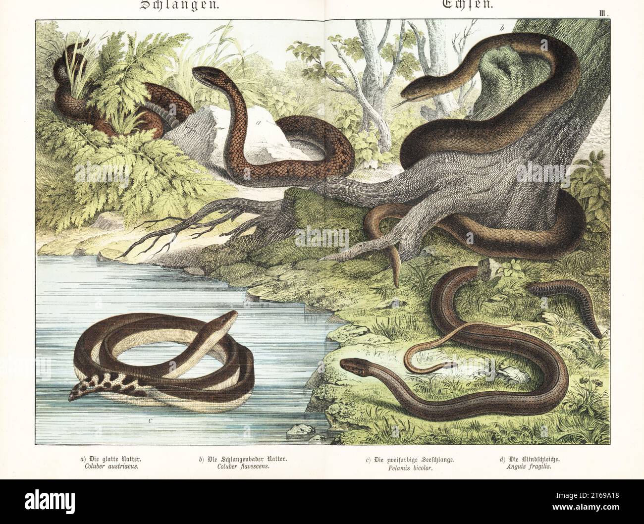 Hydrophis platurus hi-res stock photography and images - Alamy