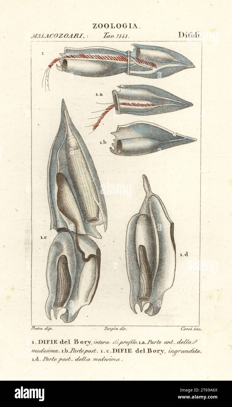 Siphonophores, Diphyes dispar, Diphyes boryi, Difie del Bory ...