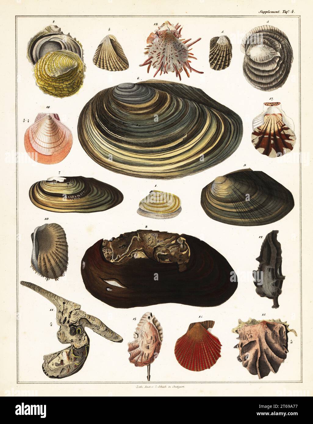 Hammer oysters hi-res stock photography and images - Alamy