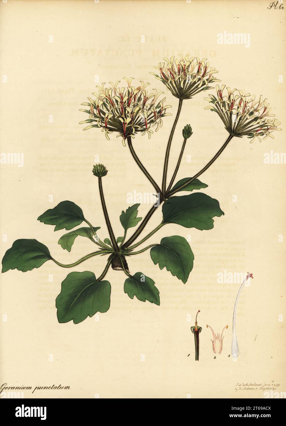 Pelargonium punctatum. Dotted-flowered geranium, Geranium punctatum ...
