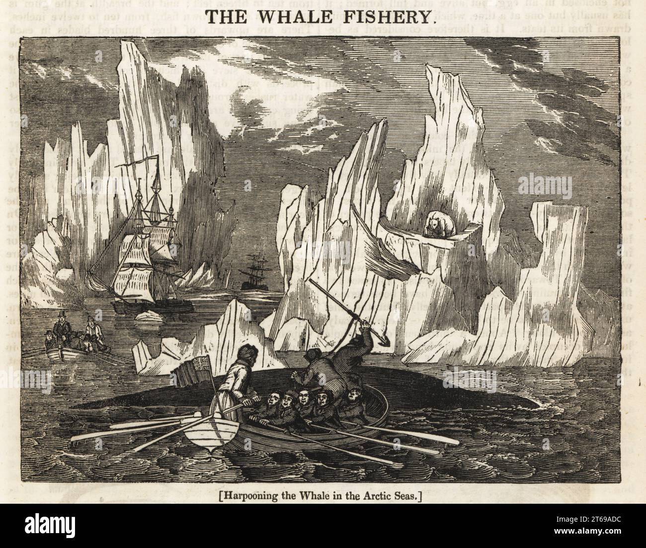 Whalers hunting whales with harpoons from a rowboat, among icebergs ...