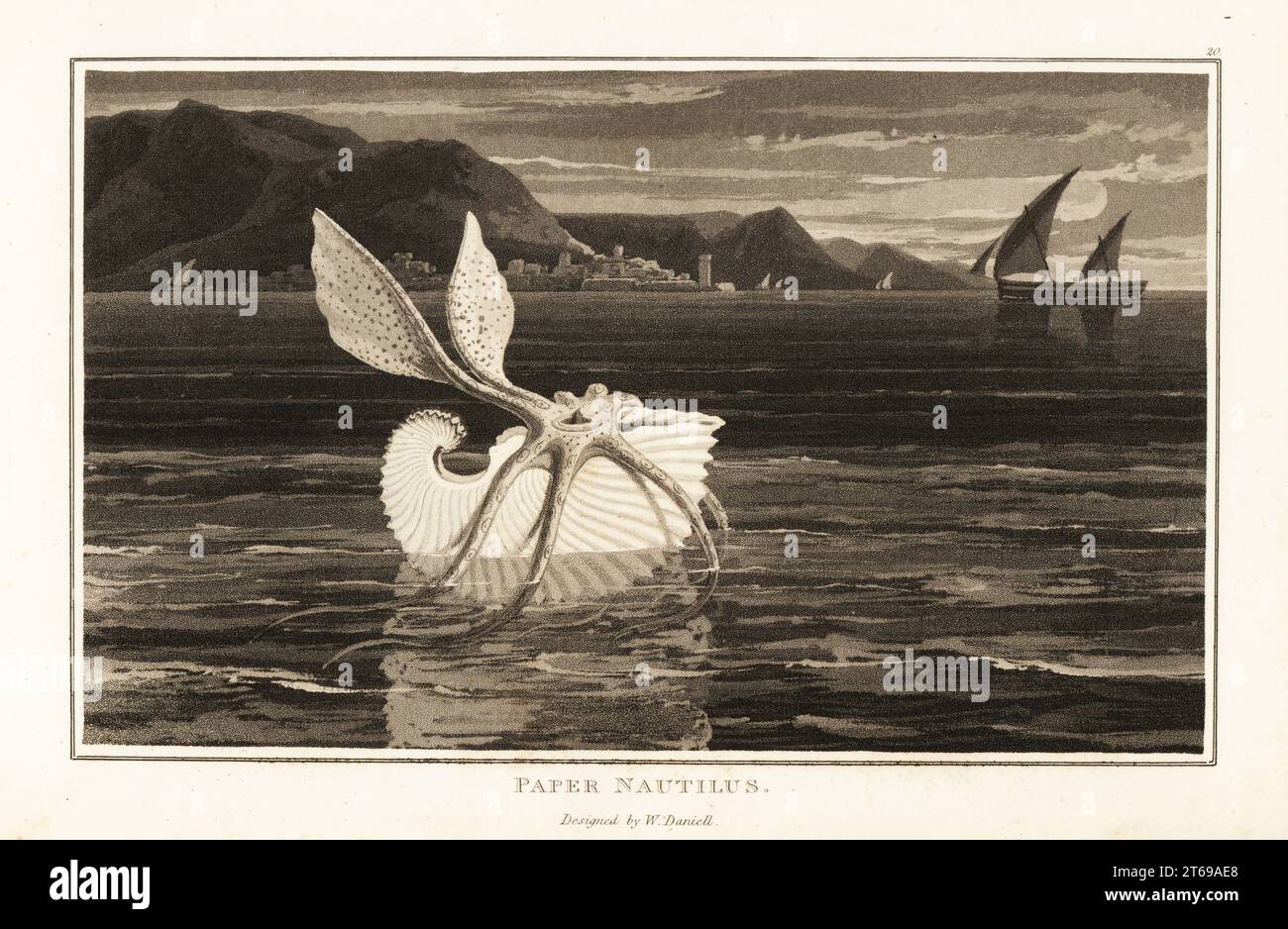 Argonauta hi-res stock photography and images - Alamy