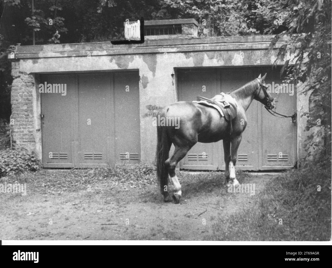 Tied horse at a garage. GDR. historical. Photo: MAZ/Peter Sengpiehl, 23 ...