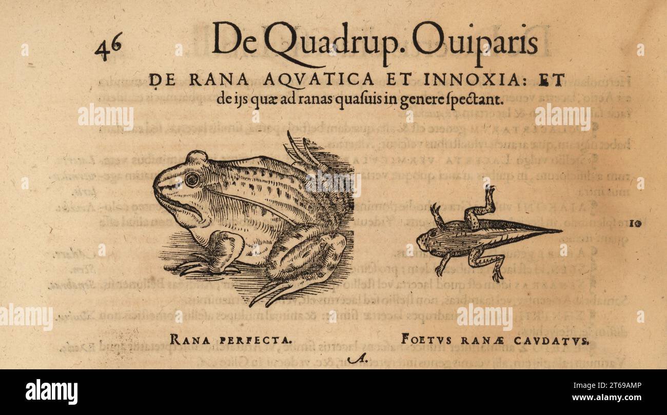 Common frog, Rana temporaria, and tadpole with tail. Rana perfecta ...