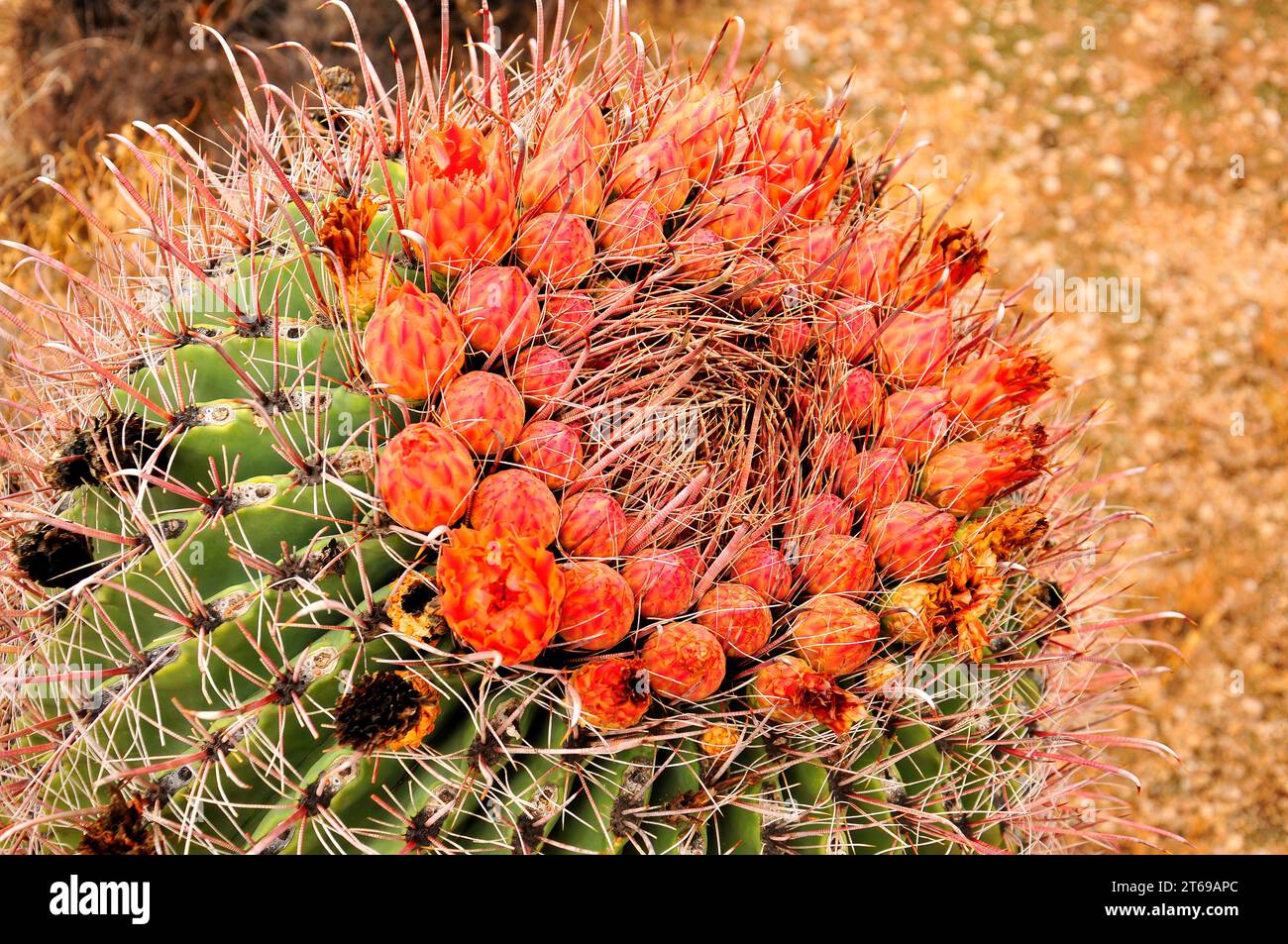 Arizona Barrel Cactus Ferocactus wislizenii blossoms close up Stock ...