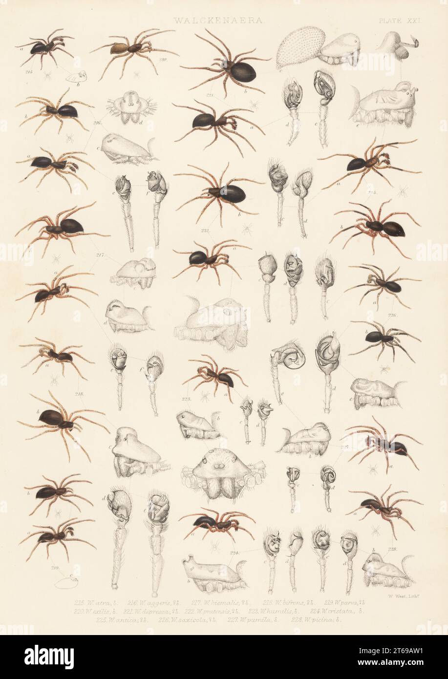 Diplocephalus cristatus hi-res stock photography and images - Alamy