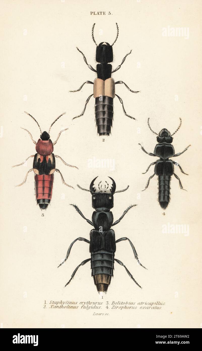 Rove beetles: Staphylinus erythrurus 1, Xantholinus fulgidus 2 ...