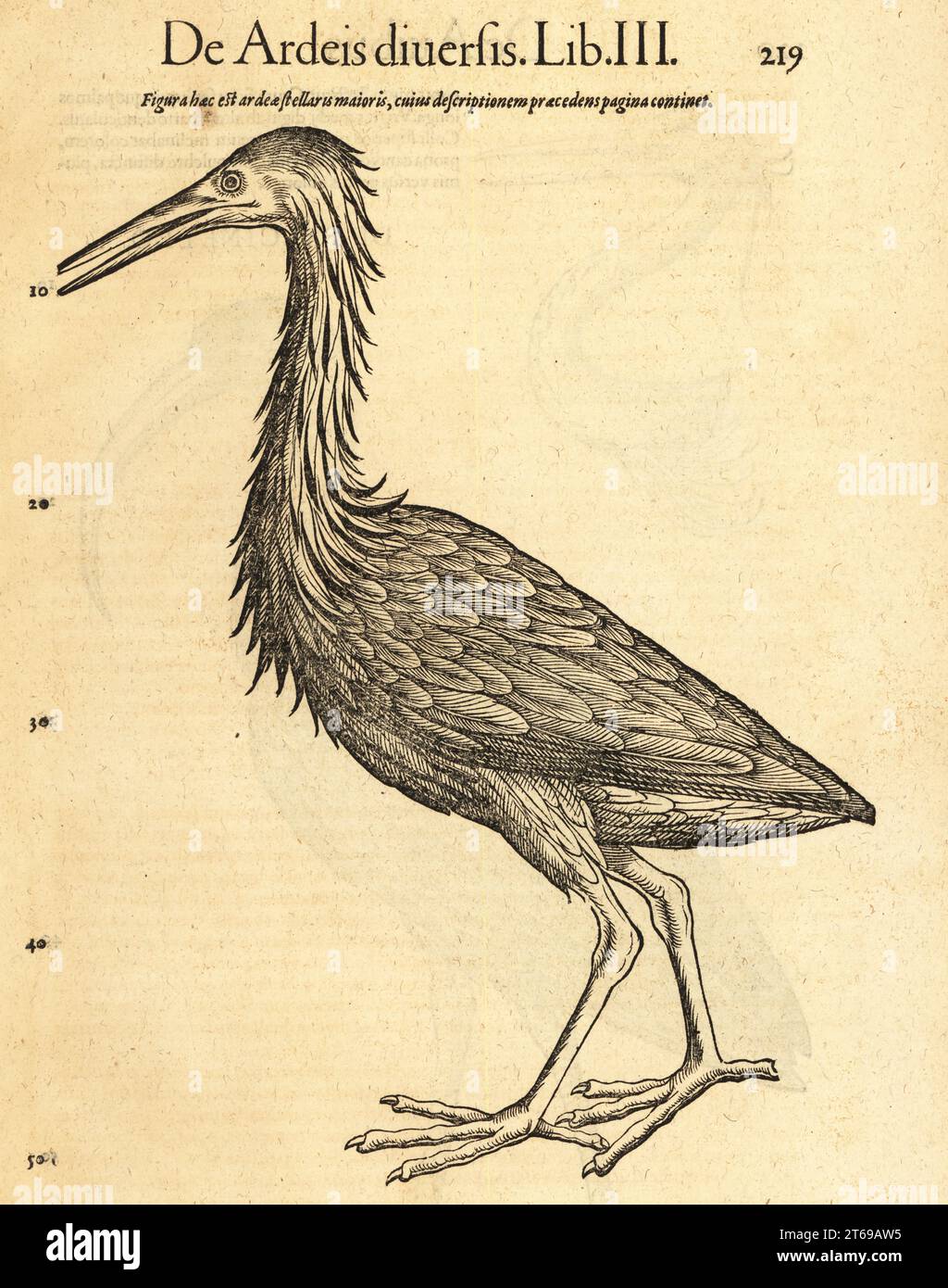 Purple heron, Ardea purpurea. De Avibus, De Ardeis diversis, Ardeae ...