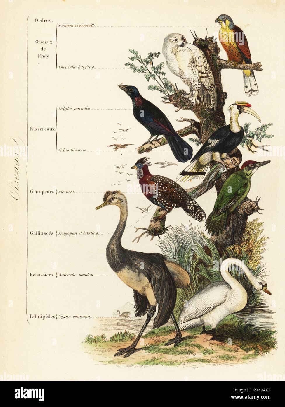 Orders of Birds: kestrel, Falco tinnunculus, vulnerable snowy owl, Bubo ...