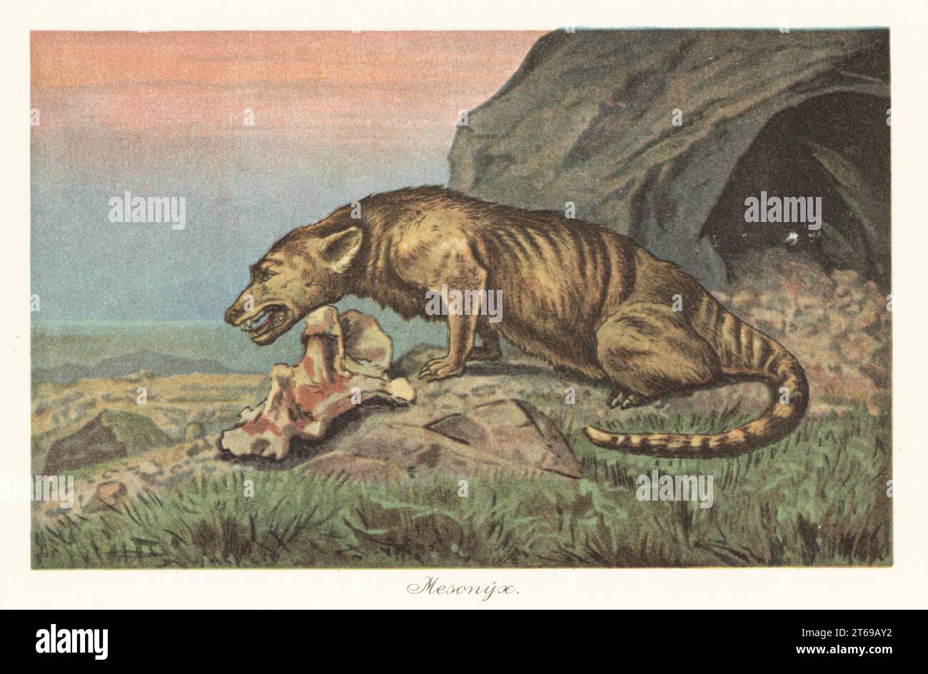 Reconstruction of a Mesonyx, genus of extinct mesonychid mesonychian ...