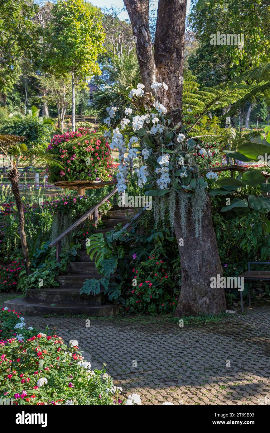Orchids growing in tree trunk at Mae Fah Luang Gardens within the Doi ...
