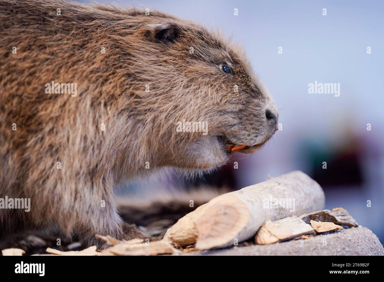 Lambsheim, Germany. 09th Nov, 2023. The stuffed specimen of a European ...