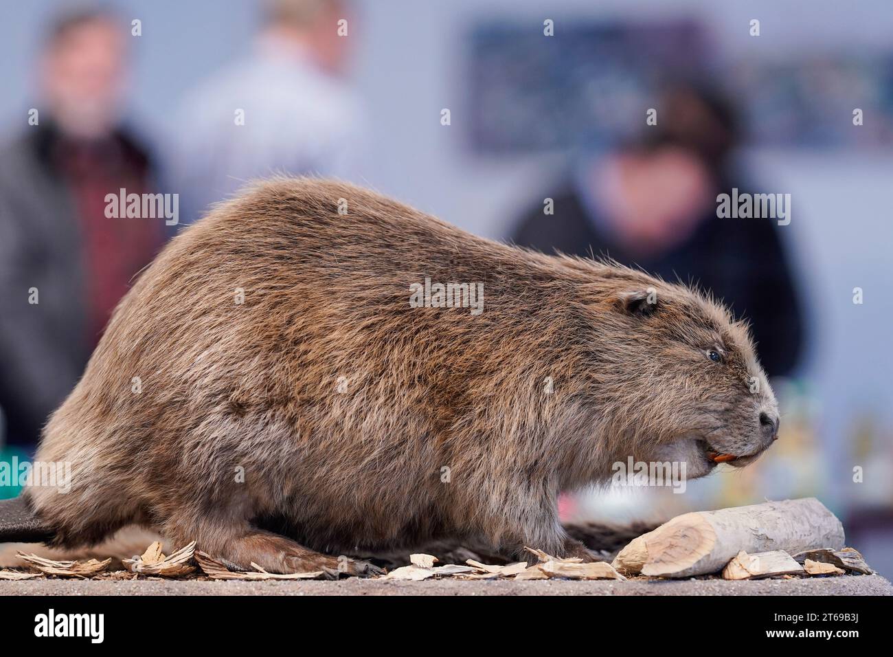 1840 1976 hi-res stock photography and images - Alamy