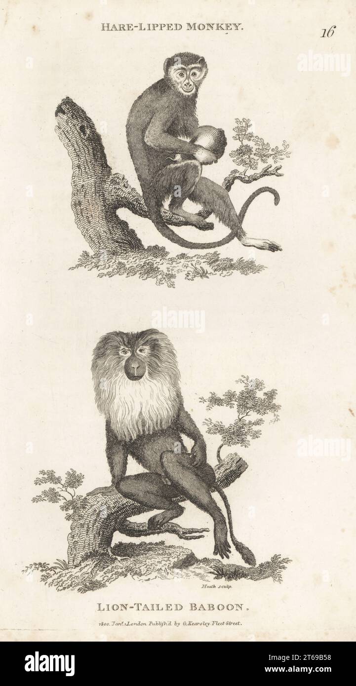 Endangered crab-eating macaque, Macaca fascicularis, and endangered ...