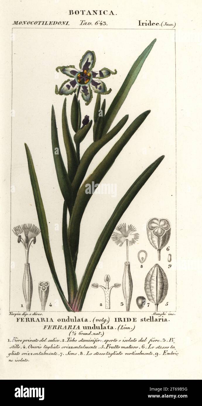 Black flag or starfish iris, Ferraria undulata, Ferraria ondulata ...