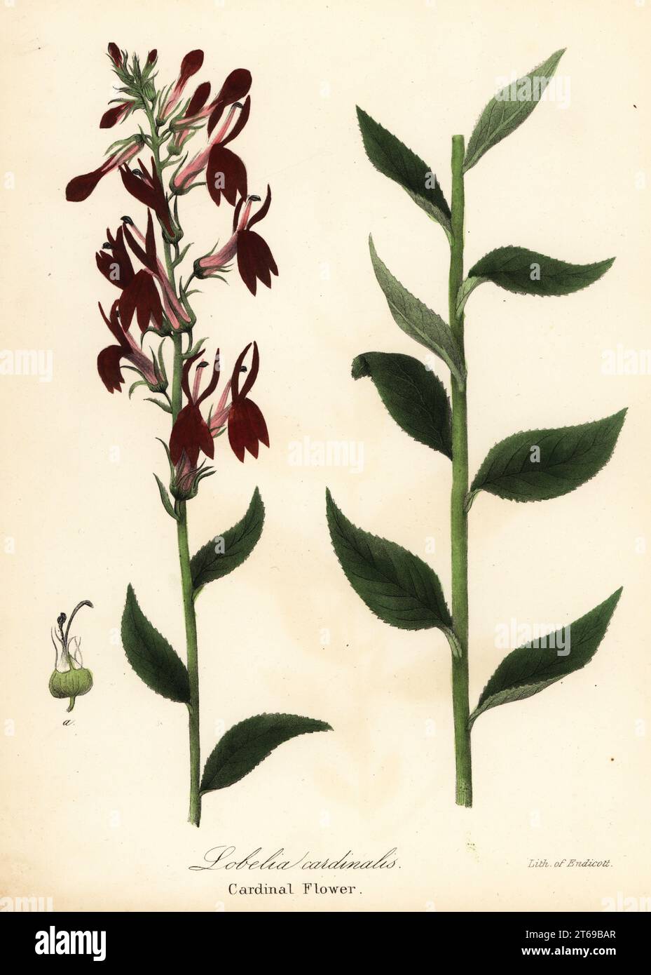 Cardinal flower, Lobelia cardinalis. Handcoloured lithograph by ...