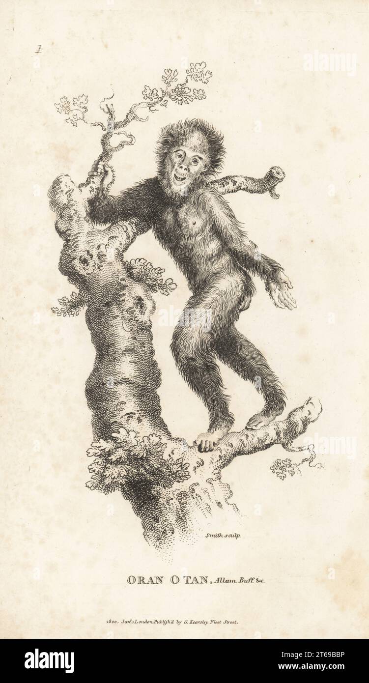 Orangutan, female, Pongo pygmaeus. Oran otan, Simia satyrus. After an ...