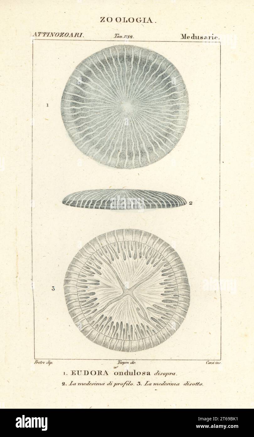 Disc jellyfish species, Eudora ondulosa disopra. Handcoloured ...