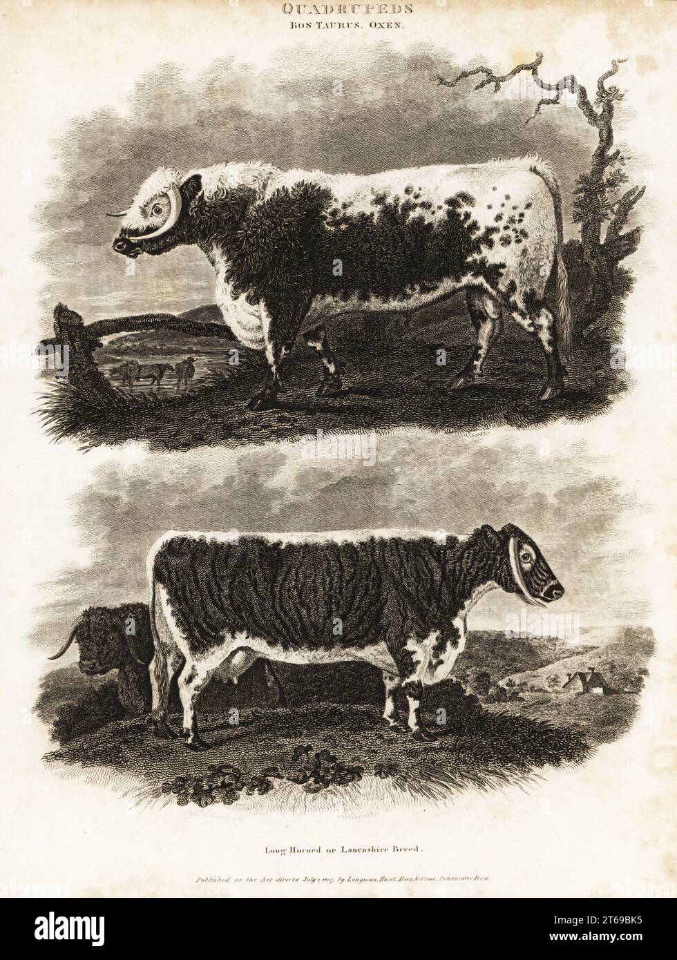 English longhorn cattle hi-res stock photography and images - Alamy