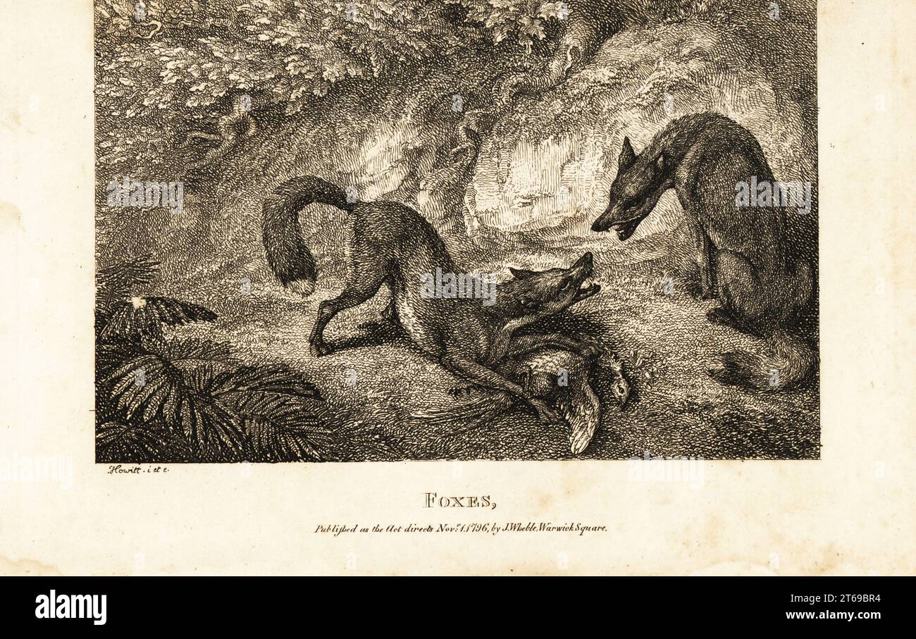 Fox with dead fowl fighting off another fox. Foxes. Copperplate ...