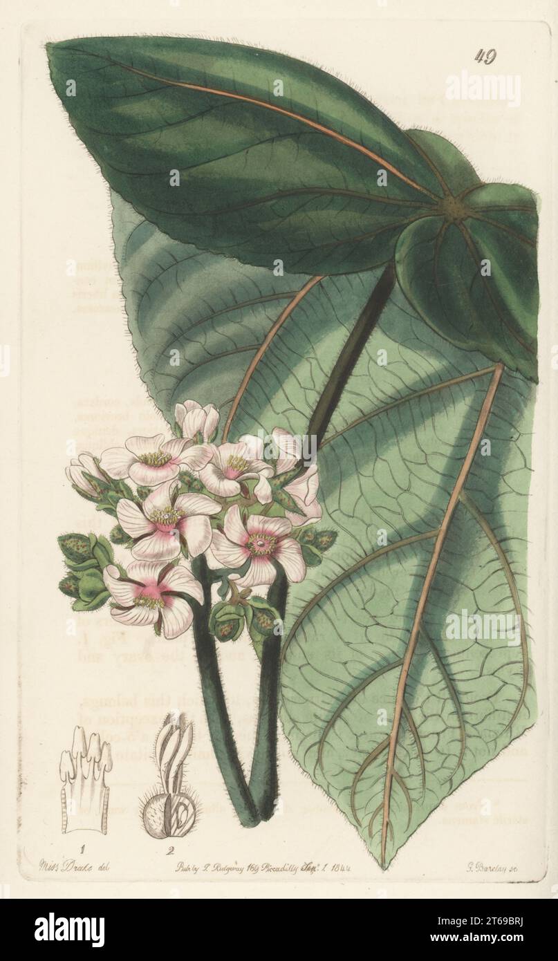 Pink astiria, Astiria rosea or Ruizia rosea. Imported from Mauritius ...