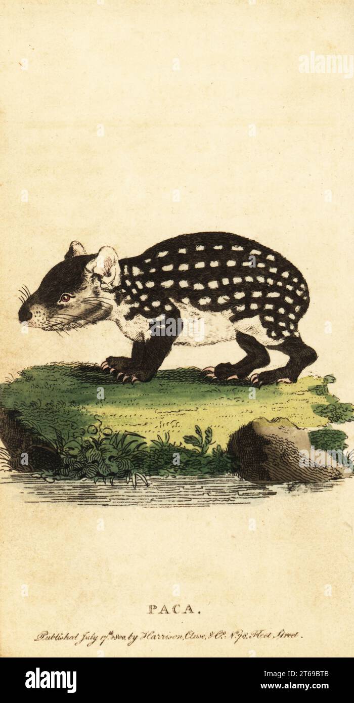 Lowland paca or spotted paca, Cuniculus paca. Paca or spotted cavy, Mus ...