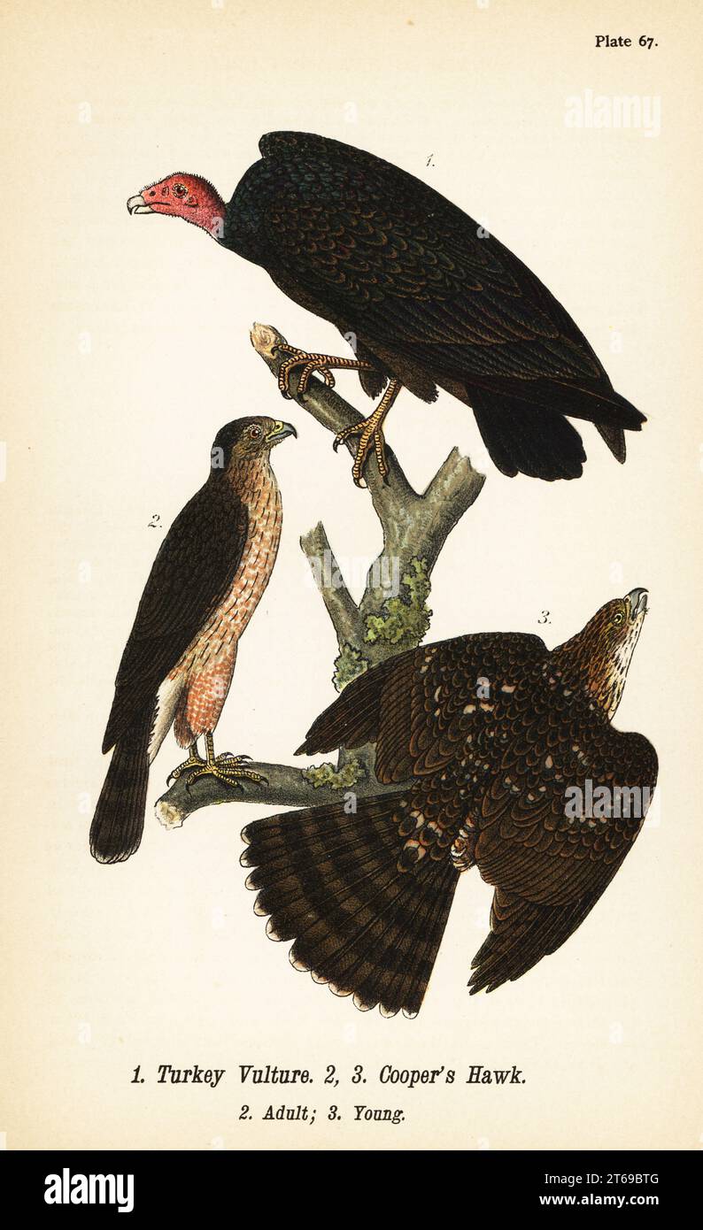 Turkey vulture, Cathartes aura 1, and Coopers hawk, Accipiter cooperii ...