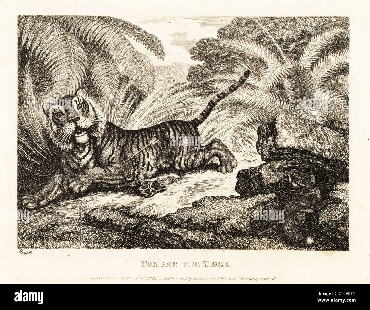 Fox and tiger hi-res stock photography and images - Alamy