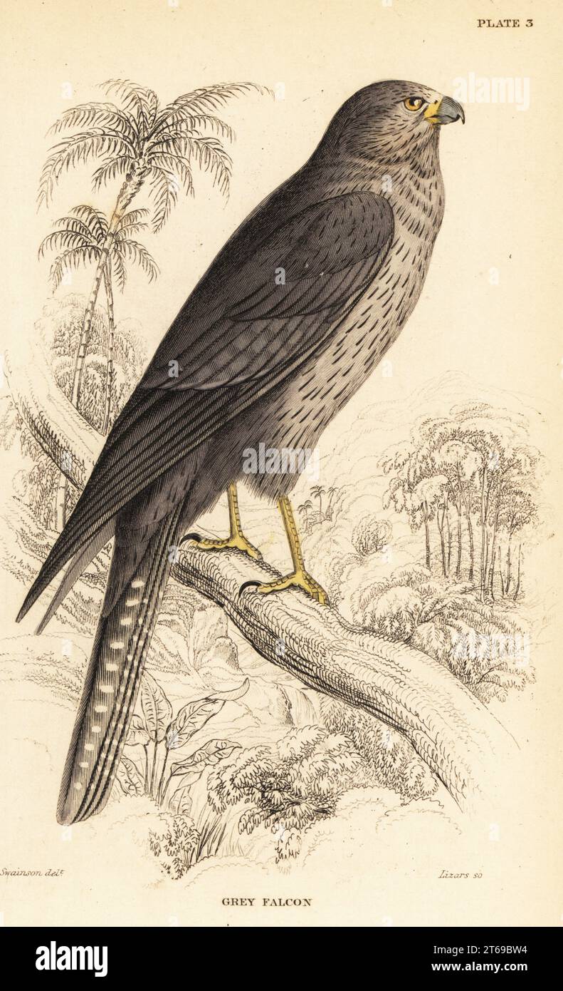 Sooty falcon, Falco concolor. Handcoloured steel engraving by William ...
