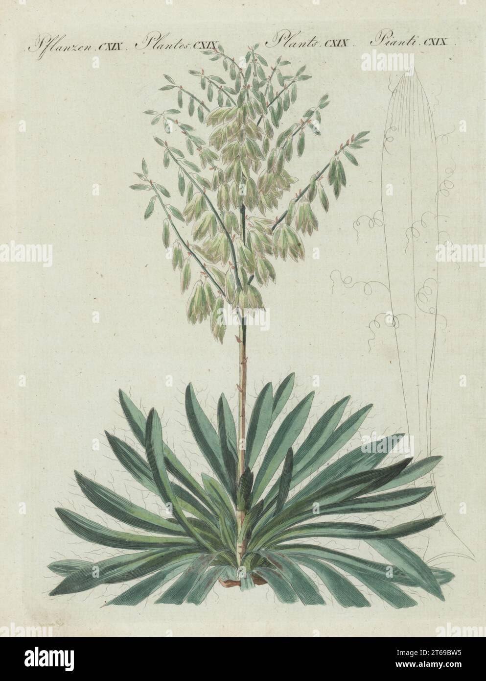 Adam's needle and thread or filamentous yukka, Yucca filamentosa ...