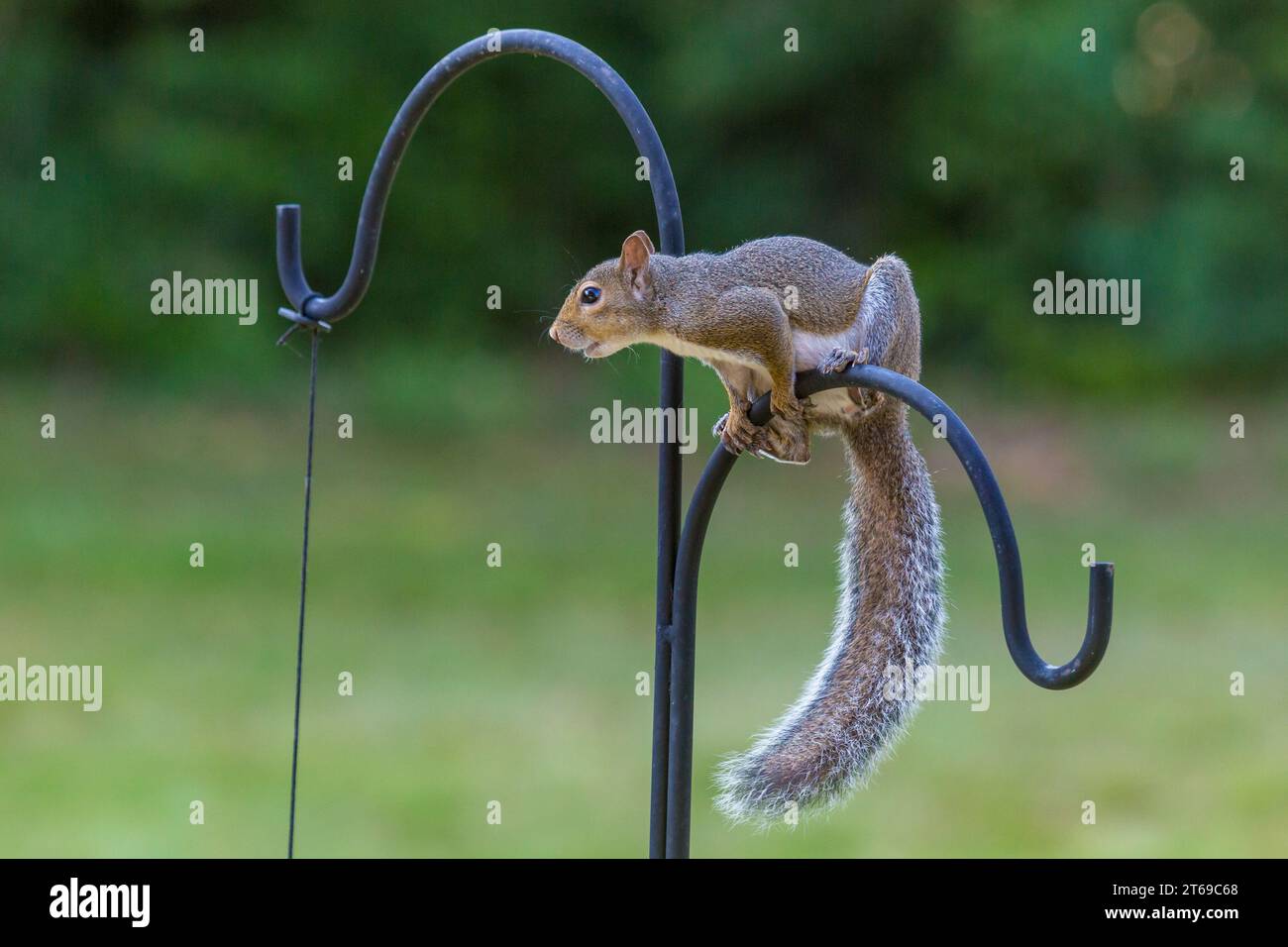Eastern Gray Squirrel balancing on a shepard's hook in Gulfport ...