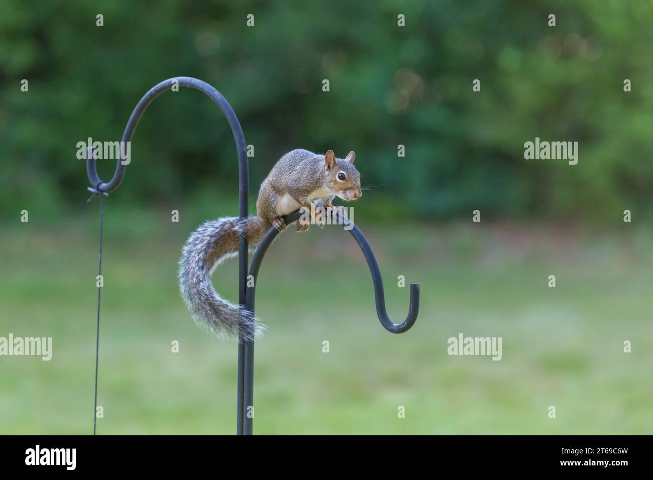 Eastern Gray Squirrel balancing on a shepard's hook in Gulfport ...