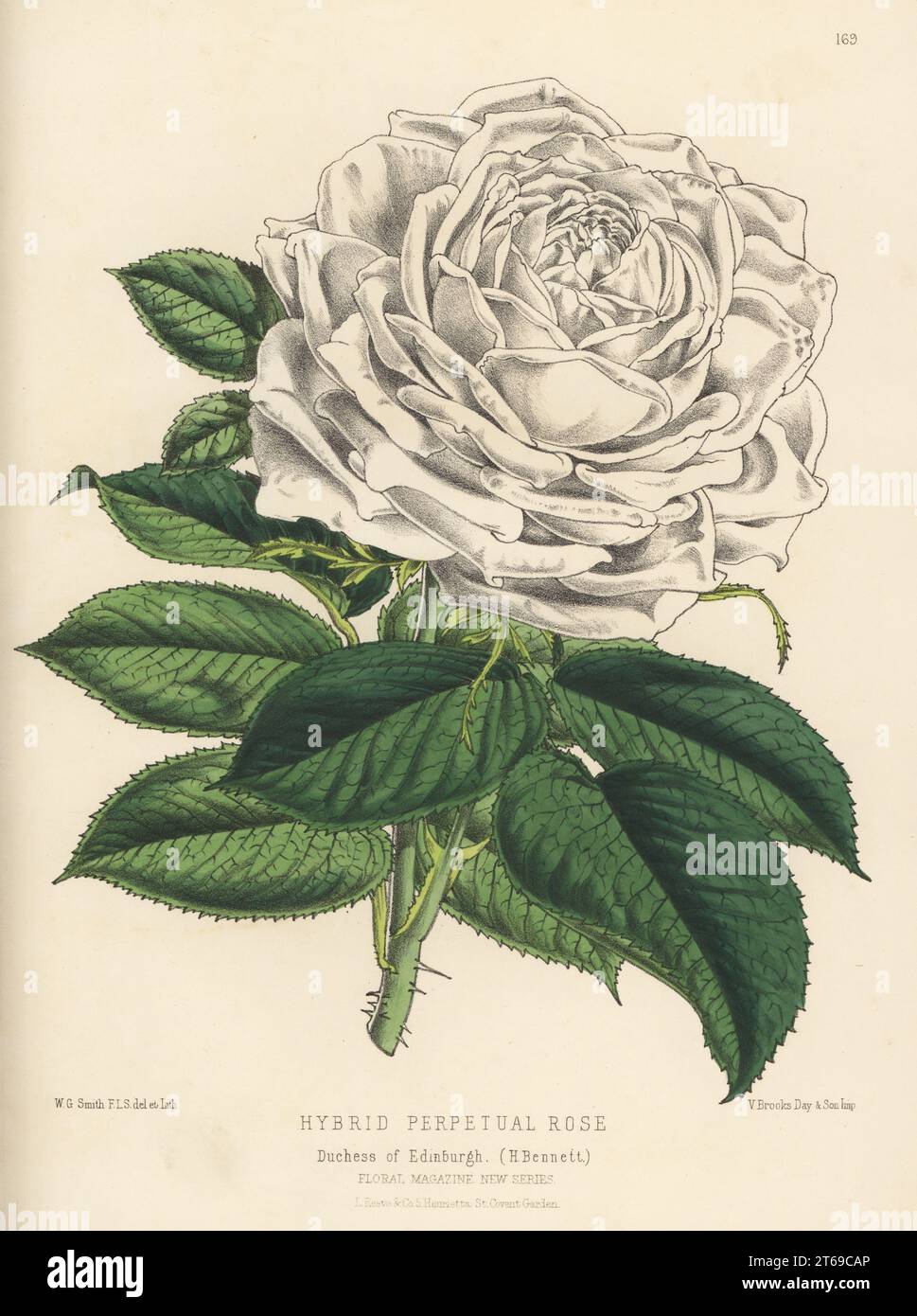 Madame rothschild hi-res stock photography and images - Alamy