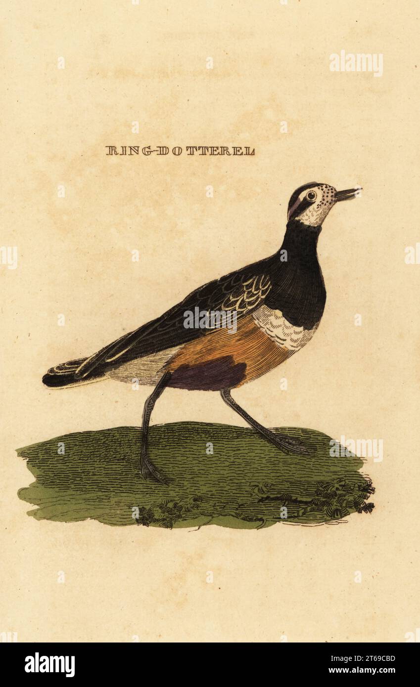 Dotterel illustration hi-res stock photography and images - Alamy