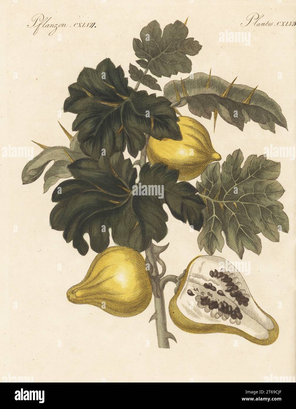 Nipplefruit, fox head, cow's udder or apple of Sodom, Solanum mammosum ...