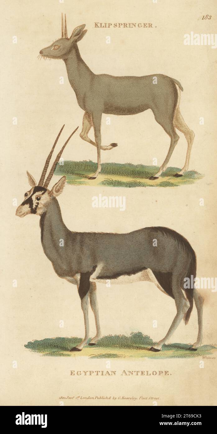 Klipspringer, Oreotragus oreotragus, and gemsbok or South African oryx ...