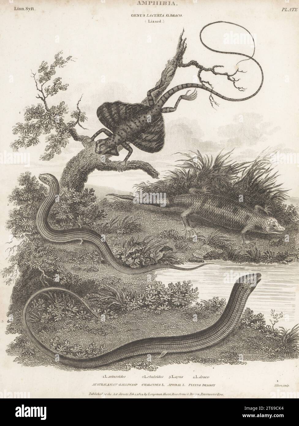 Common bluetongue, Tiliqua scincoides 1, cylindrical skink, Chalcides ...