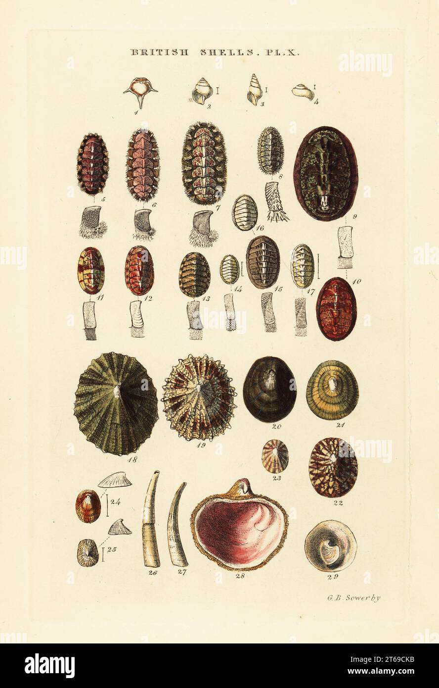 Sea cradles or coat-of-mail shells, Chiton, limpet, Patella, Spirialis ...